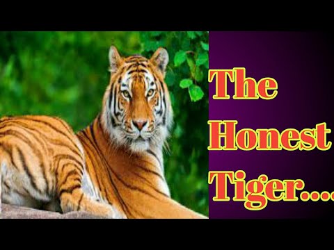 Cute Tiger||Honest Animals||Honest Tiger||Beautiful Tiger - YouTube