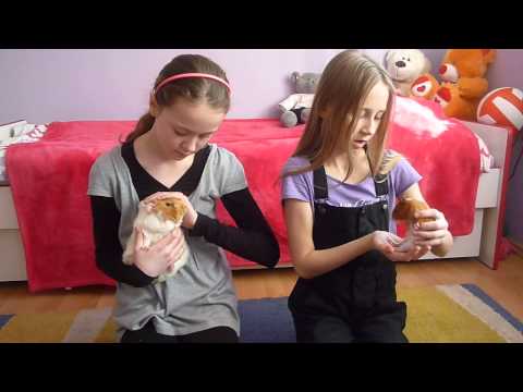 Kochamy świnki morskie-Wstępnie odc.1