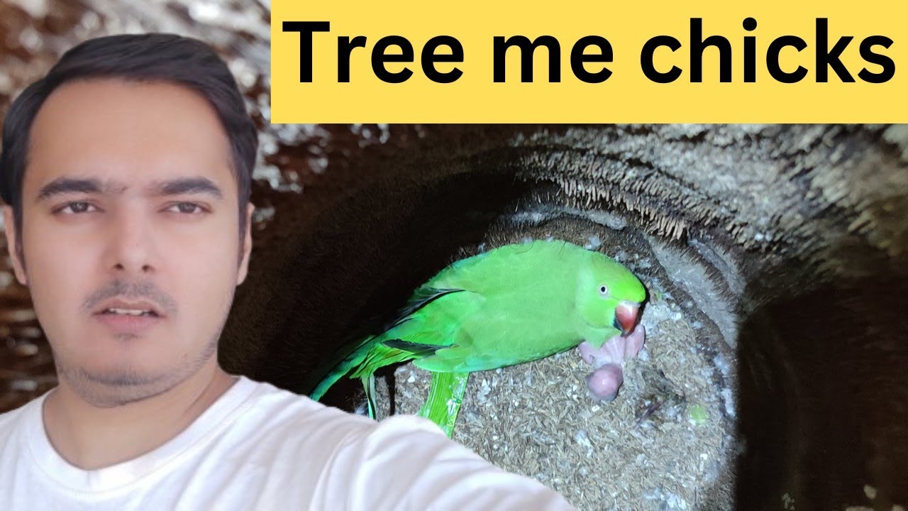 tree me ringneck ne chicks de die | 6 March 2025 - YouTube