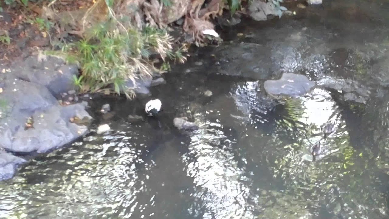 Debo the Duck takes over pond - YouTube