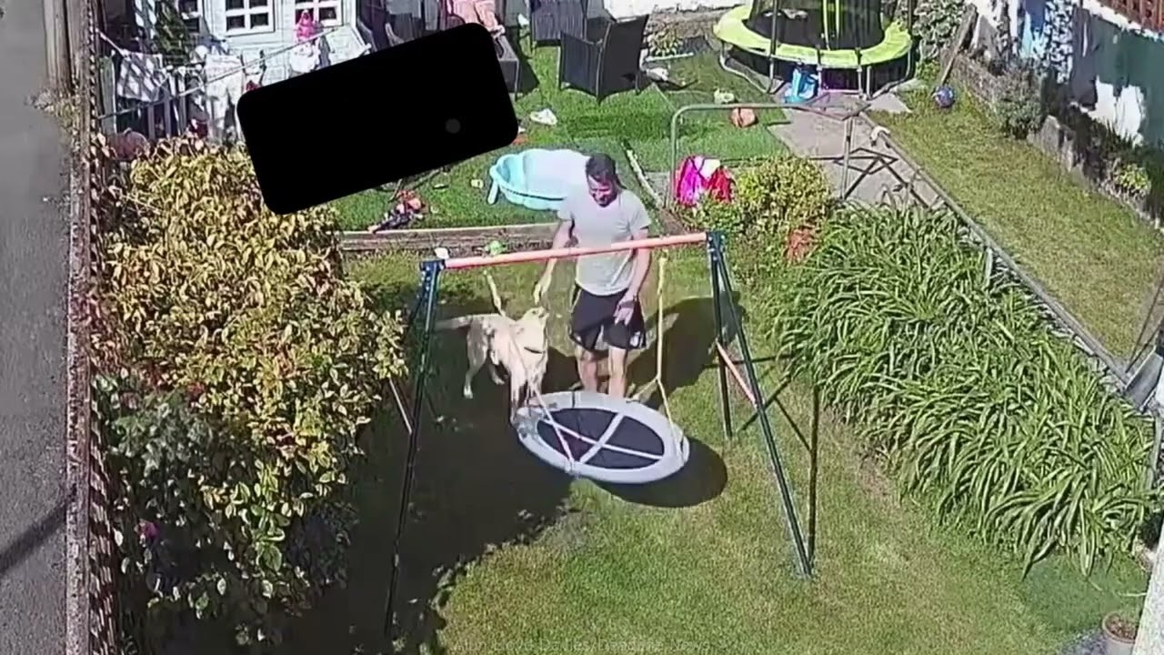 Hilarious video shows dog owner sent flying by playful pooch pouncing ...