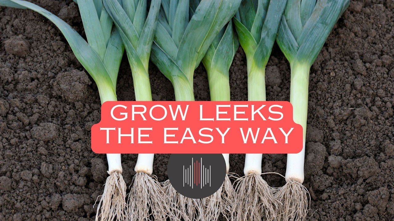 How to Grow Leeks – The Ultimate Guide to Big, Delicious Leeks! - YouTube