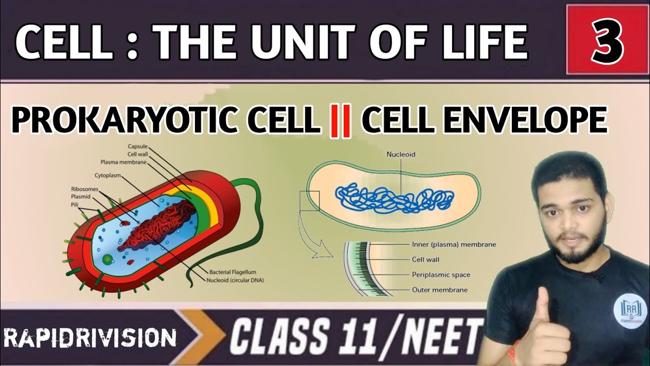 Cell : The Unit Of Life 03 || Prokaryotic Cell || Cell Envelope ...