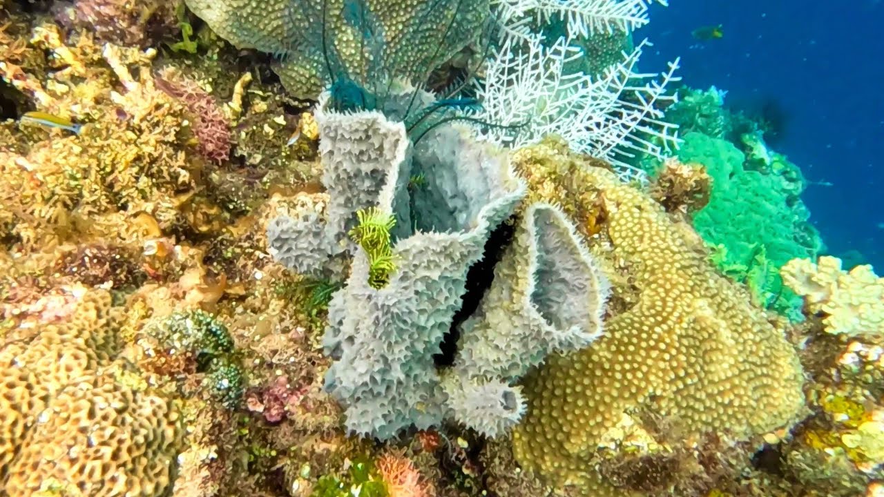 Snorkeling at Neptune's Fan Sea and coral conservation area - Misool ...