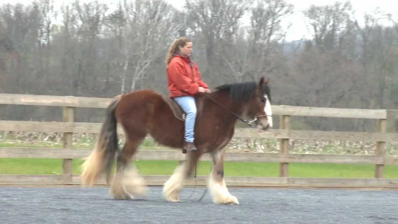 Rider Horsemanship Training Approach - YouTube