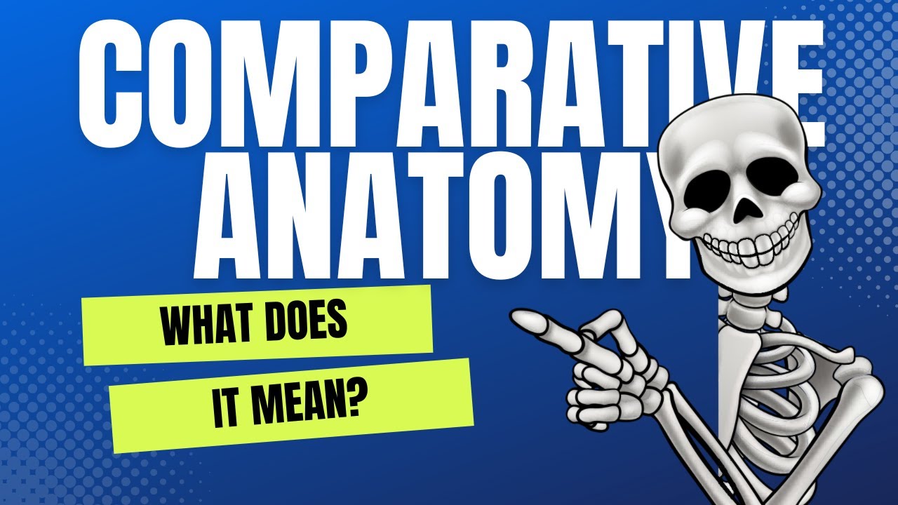 What Does It Mean What Is Comparative Anatomy YouTube