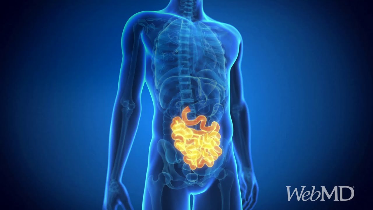 Facts About Your Intestines | WebMD - YouTube
