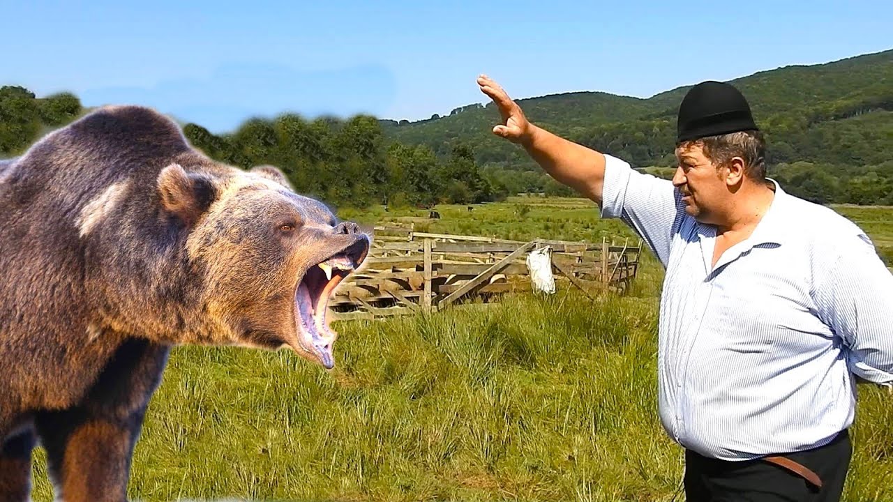 CIOBAN ATACAT DE URS SI SALVAT DE CAINII CIOBANESTI. URSII ATACA DES IN ...