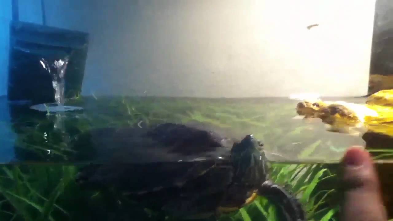 Ralph the turtle!! - YouTube