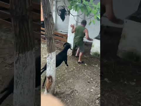 kurban bayramı için alınan keçi tam bir deli çıktı