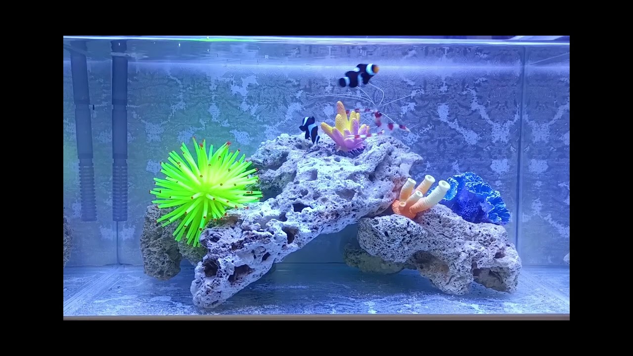 My beautiful saltwater fish tank 🐠🐠🐠 - YouTube