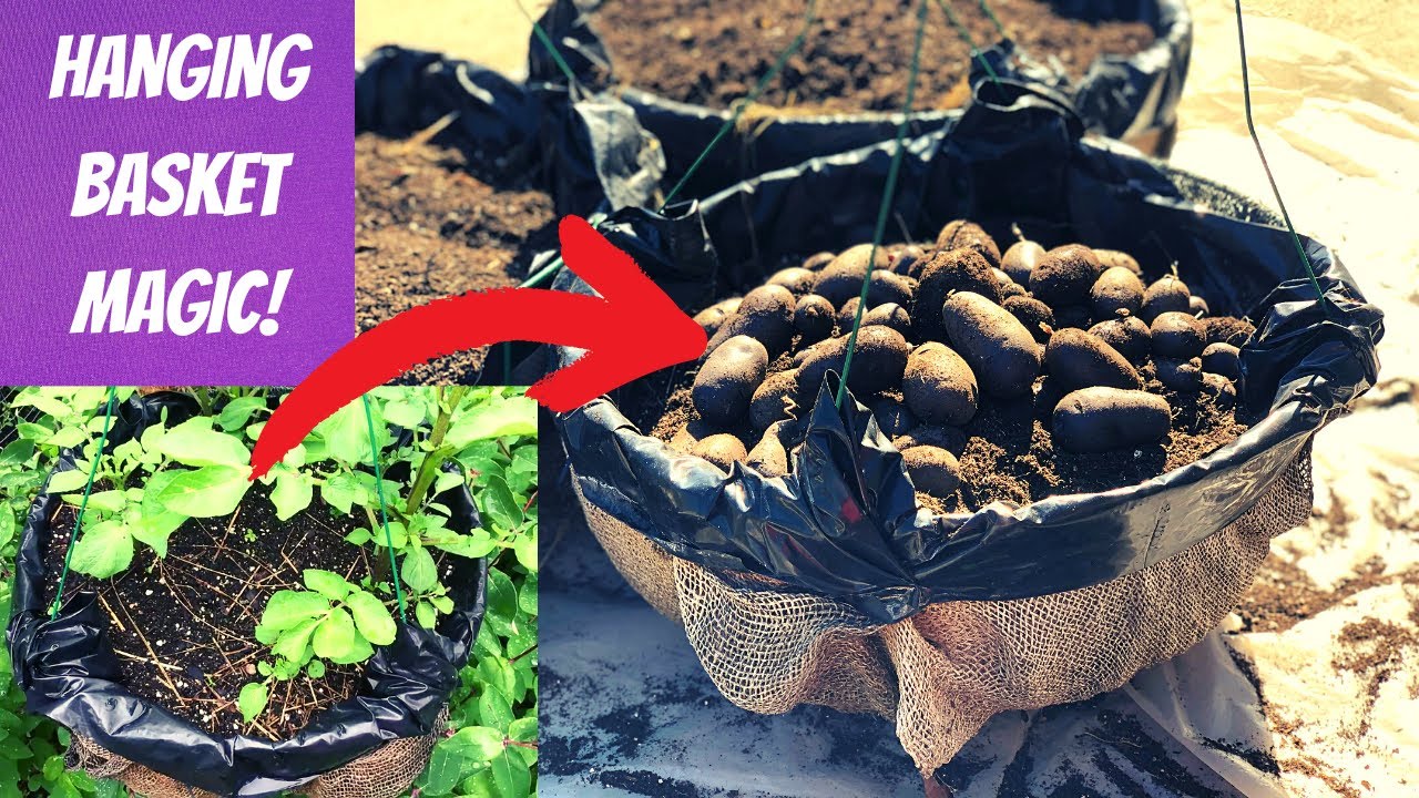 MAGIC Molly Potatoes HARVEST in HANGING BASKETS! - YouTube