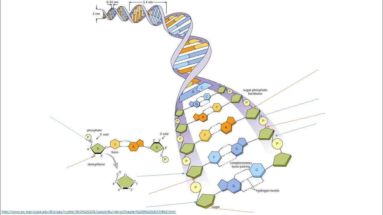 DNA structure and the Reverse Complement operation - YouTube