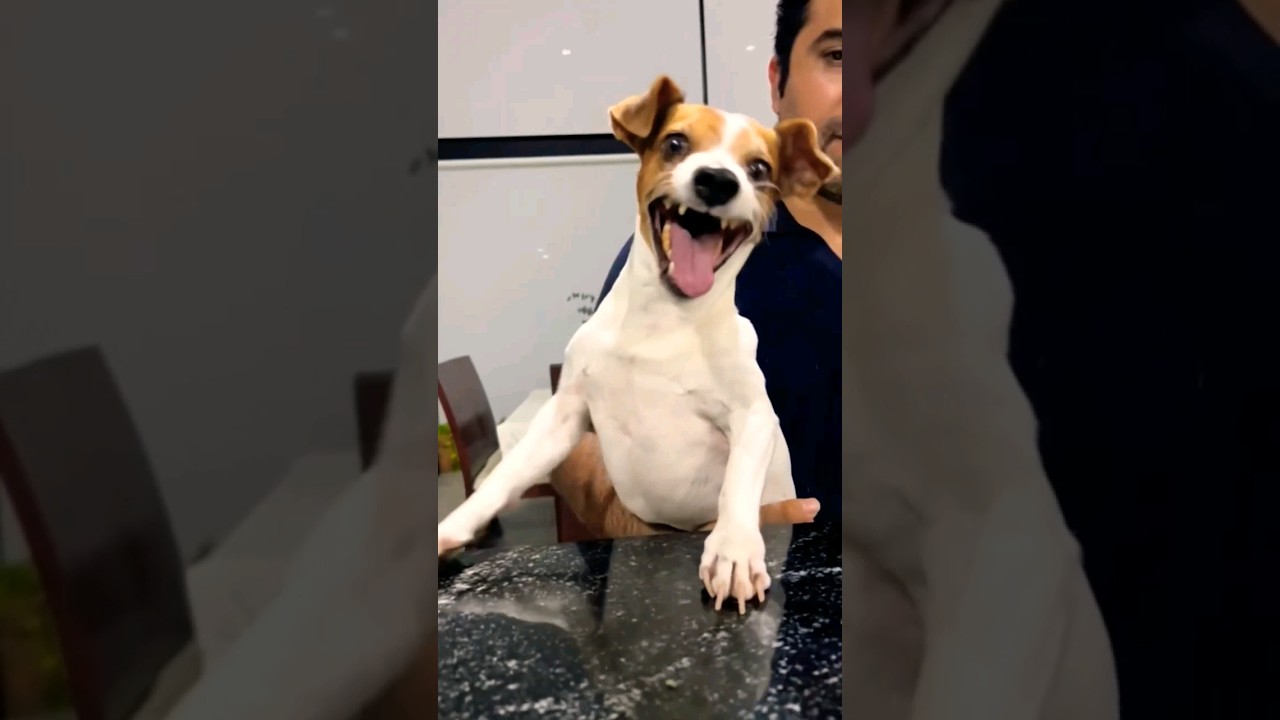 Laughing Dog Meme Template #meme #memes #memesdaily #memepage #memes😂 # ...