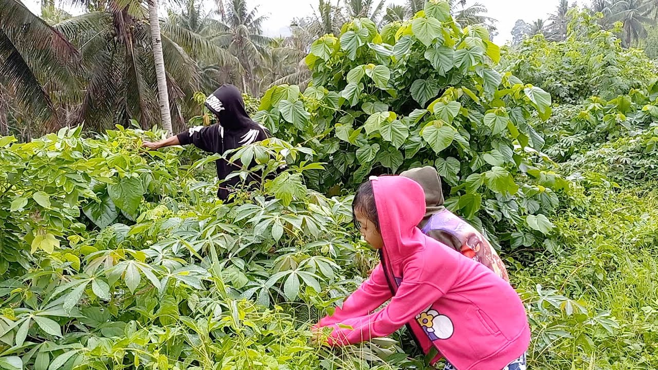 CARI DAUN SINGKONG, MASAK DAUN SINGKONG SANTAN UNTUK MENU BUKA PUASA, MENU KAMPUNG YANG NIKMAT ...