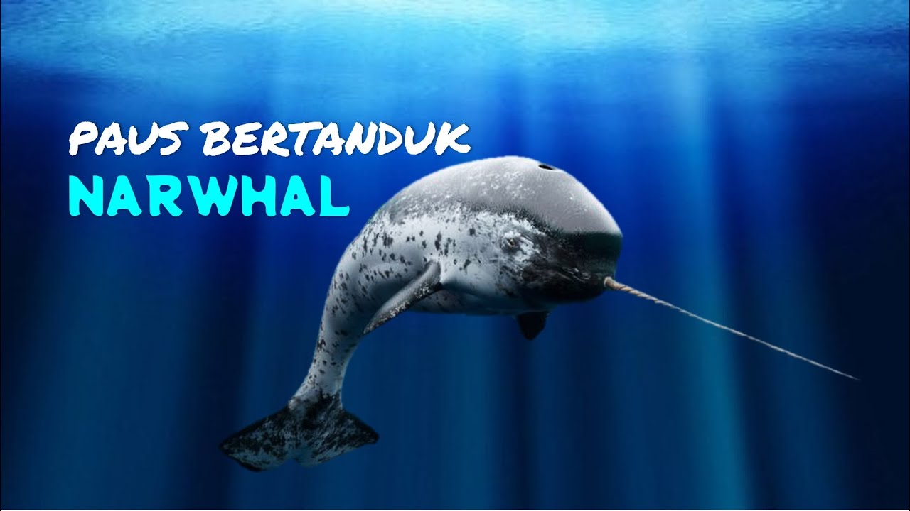 IKAN PAUS BERTANDUK LEGENDARIS - NARWHAL - YouTube