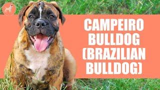 Bulldog Campeiro
