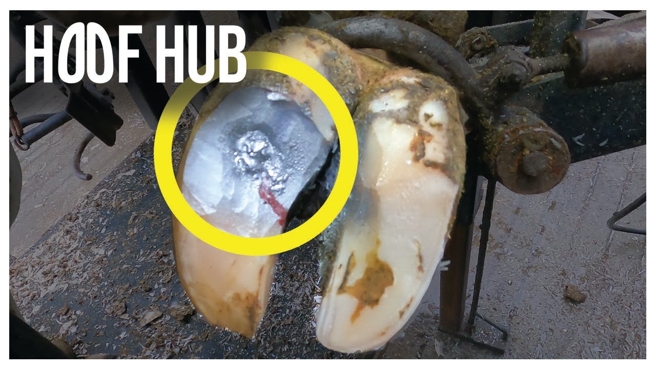 Releasing a Build Up of Pressure in this Hoof | Hoof Hub - YouTube