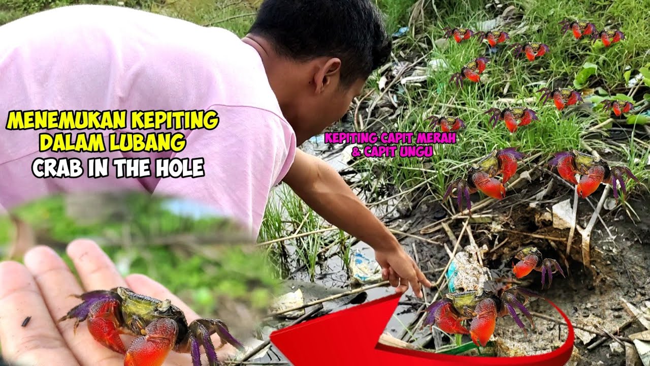 berburu kepiting capit ungu dan merah di habitat ribuan kepiting - YouTube