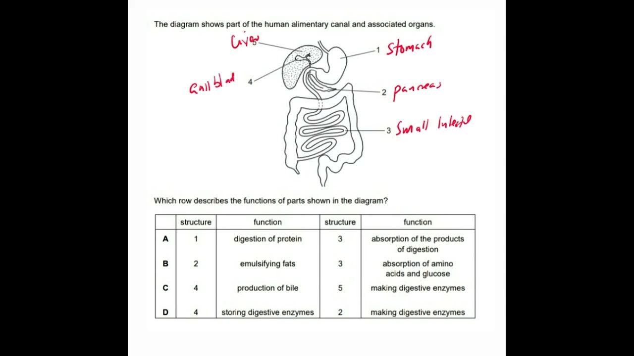 ECZ: The alimentary canal Biology Paper 1 Exam question - YouTube