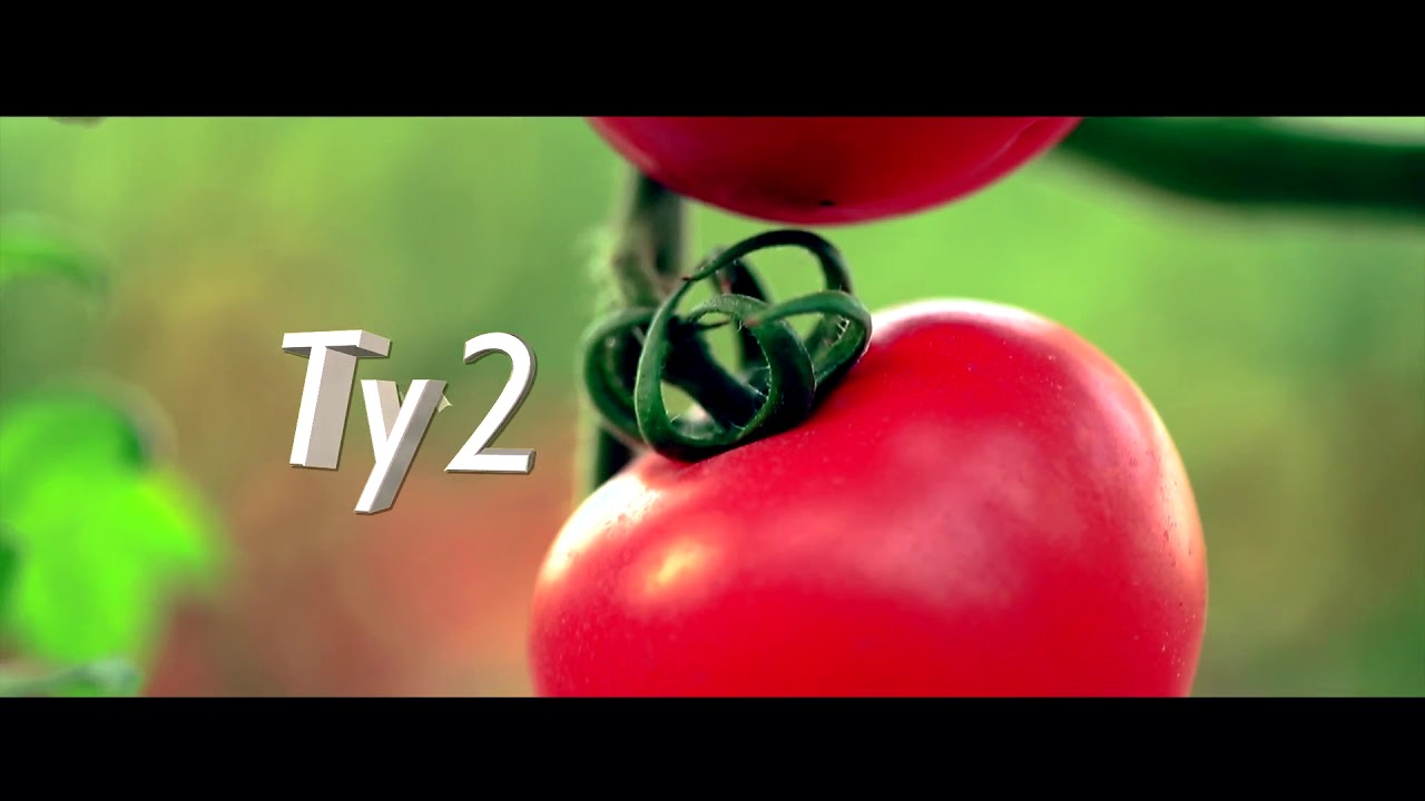 NOBLE SEEDS DOCUMENTARY VIDEO - YouTube