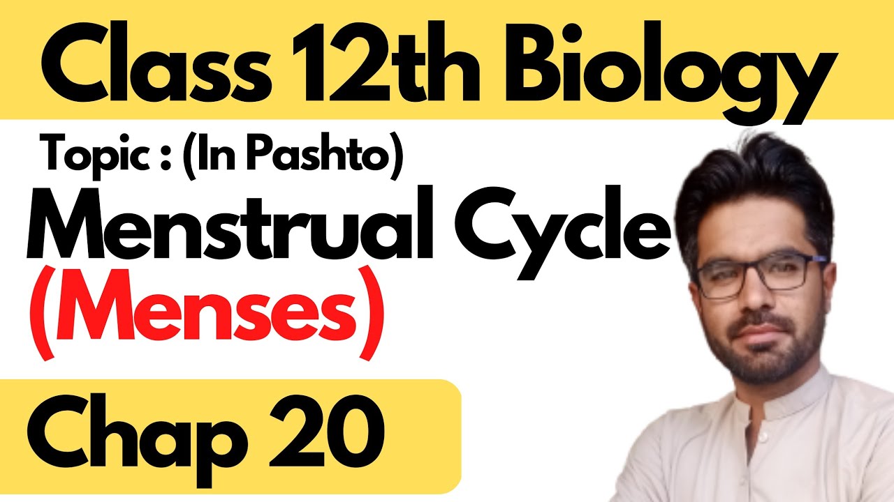 Menstrual Cycle || Class 12th biology || Chapter 20 - YouTube