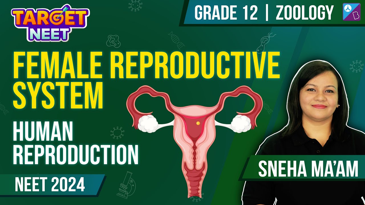 Female Reproductive System Human Reproduction 02 Neet 2024
