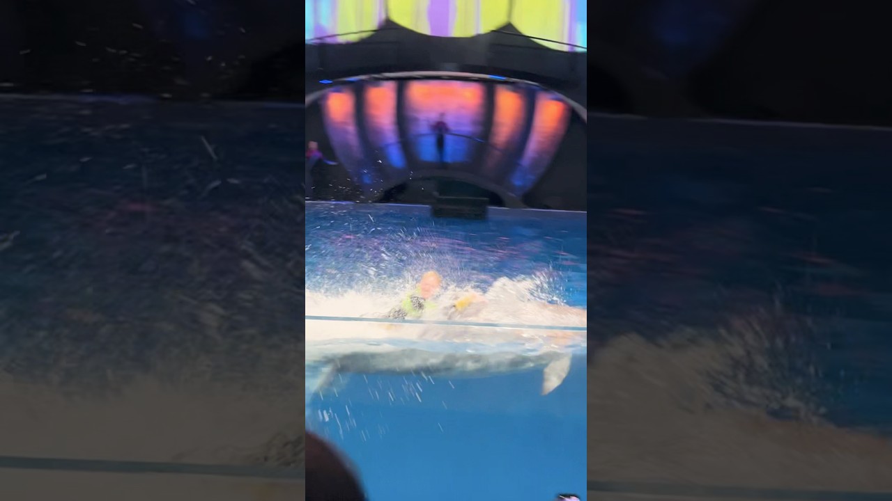 USA aquarium dolfish show amazing 🤩 #shorts #youtubeshorts # ...