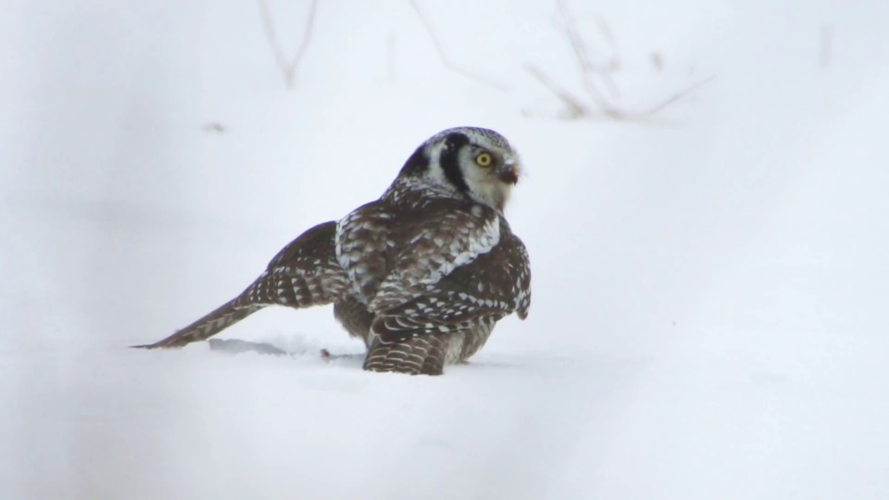 NORTHERN HAWK OWL CATCH MOUSE - YouTube