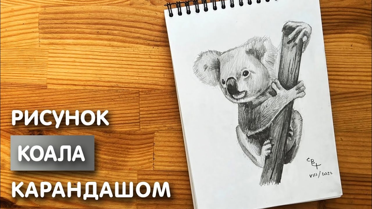 Как нарисовать Коалу карандашом Рисунок для начинающих поэтапно Youtube