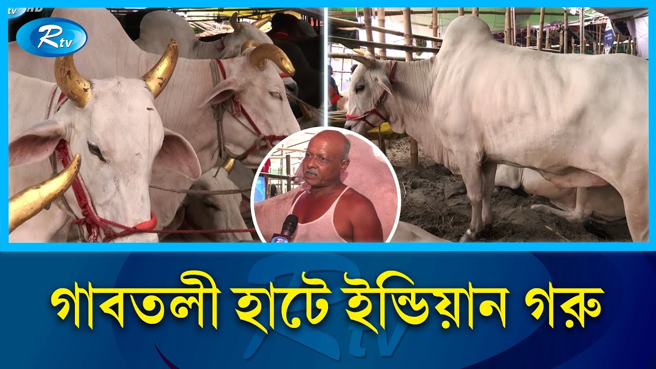 যেভাবে ইন্ডিয়ান গরু আসে দেশে! Indian Cow | Gabtoli Gorur Hat | Rtv ...