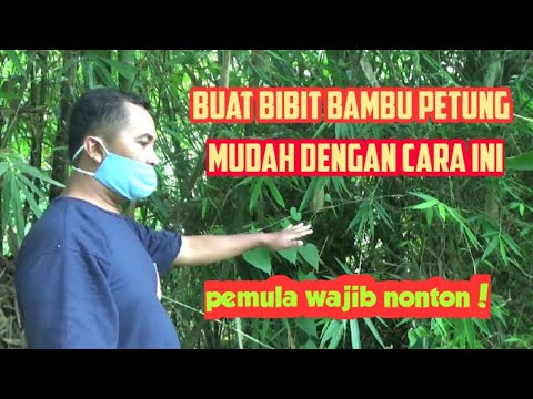 Cara Membuat Bibit Bambu Petung Supaya Berhasil dan Cepat Tumbuh ...