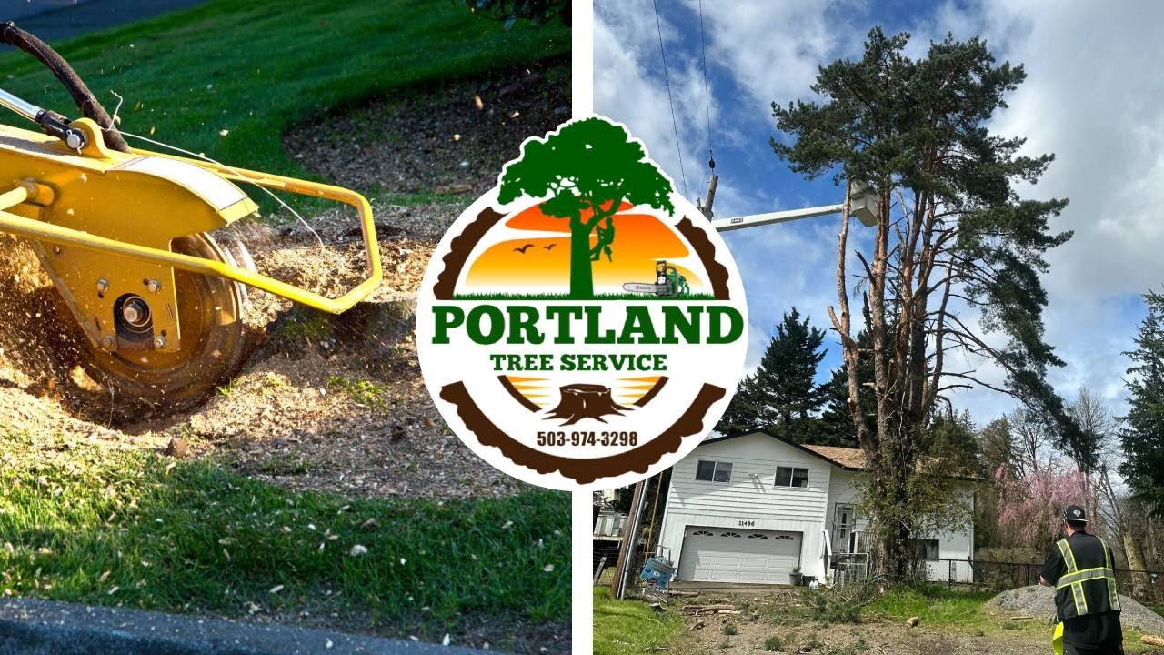 Portland Tree Service - YouTube