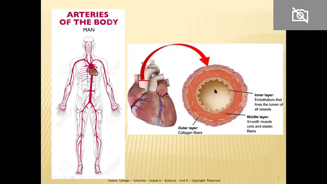 Grade 9 - Science - Unit 6 - Human Circulatory System - Part 2 - YouTube