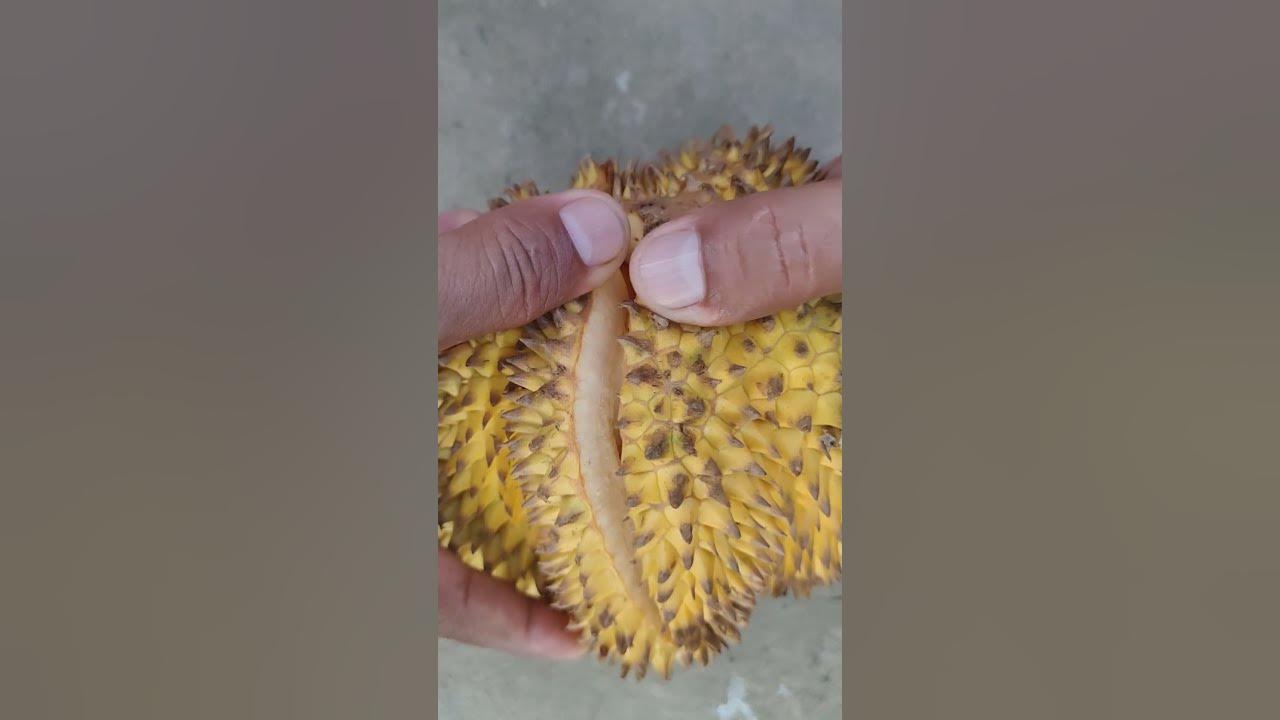 BUAH LAI KALIMANTAN - YouTube