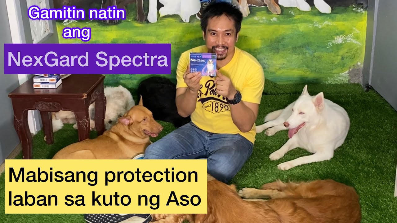 Kuto sa mga Aso ano ang gamot - YouTube