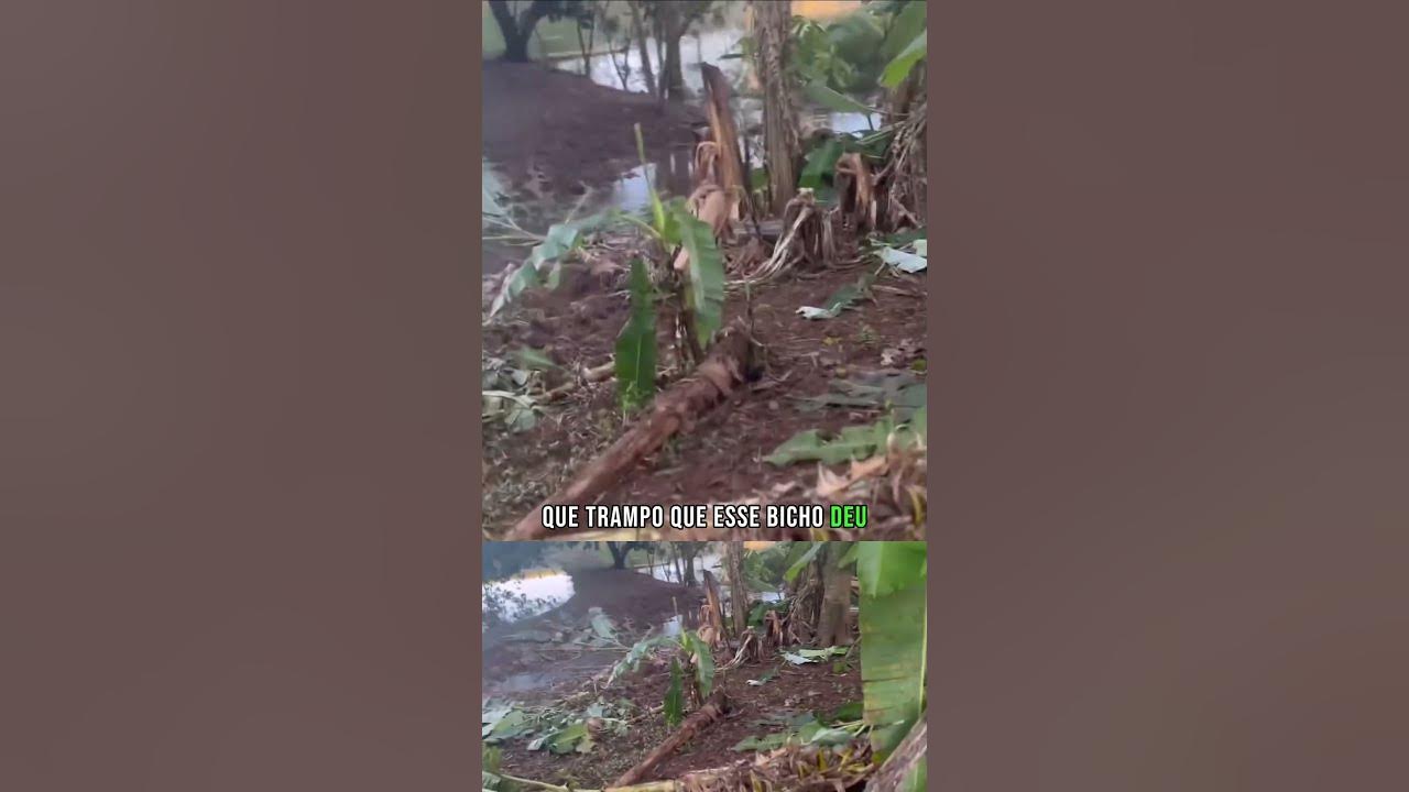 Manada de búfalos invadiu o sítio! - YouTube