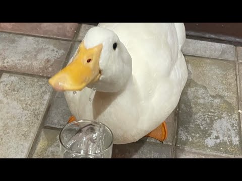 The Best of Sippy Sippy - YouTube