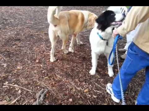 Alabai Dog and Landseer (9 mo.old)
