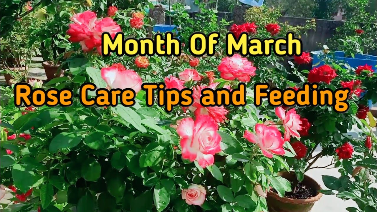 Month Of March Rose Plant Care Tips/Feeding Schedule। गुलाब को कैसे ...