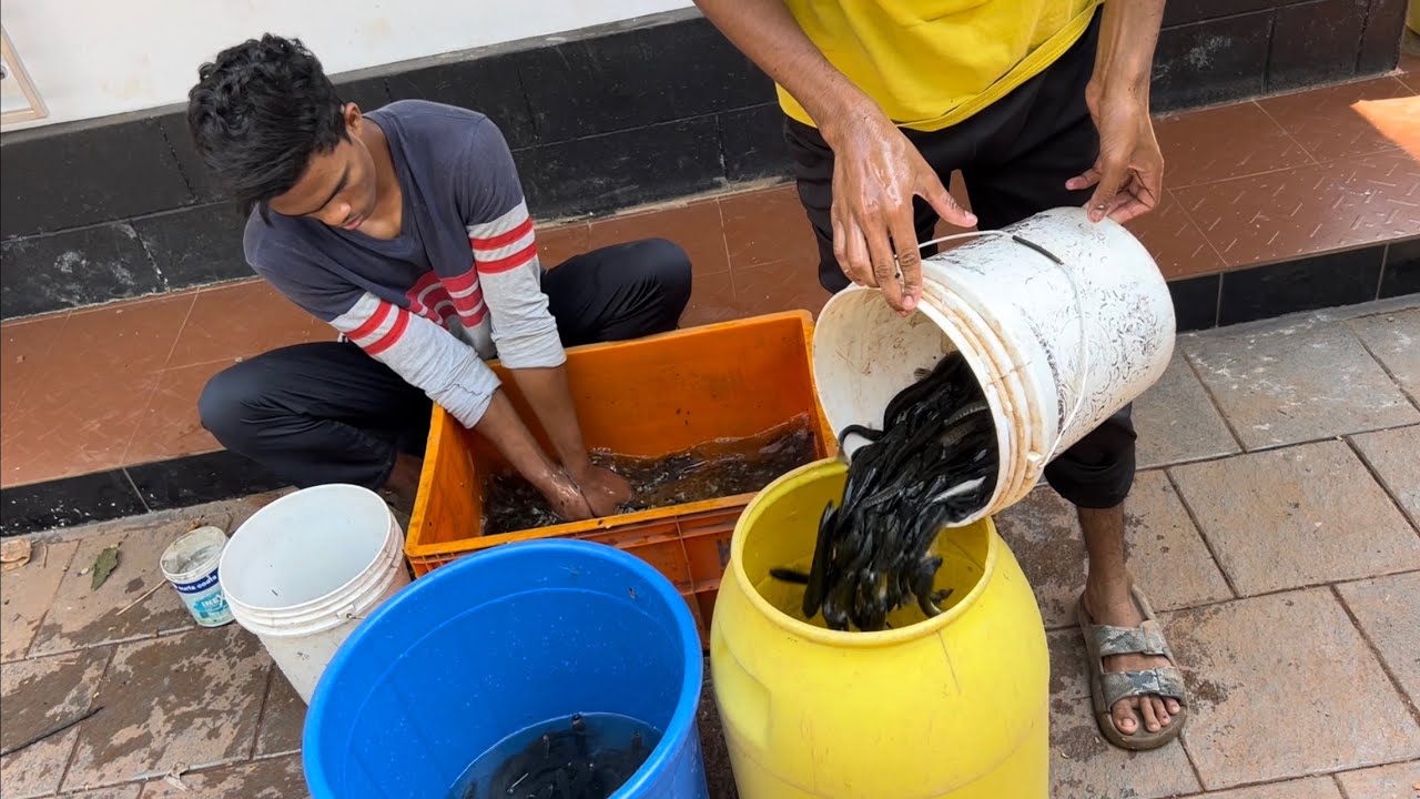 വരാൽ കുഞ്ഞുങ്ങളുള്ള ടാങ്ക് വറ്റിച്ചപ്പോൾ 😳 Varal fish seed - YouTube