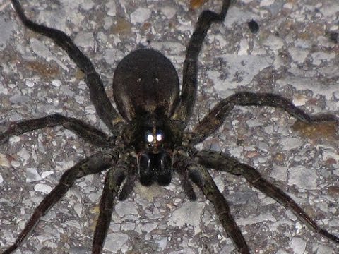 Huge Spider with Glowing eyes attacks helpless fly! - YouTube