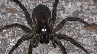 Wolf Spider Eyes Glow