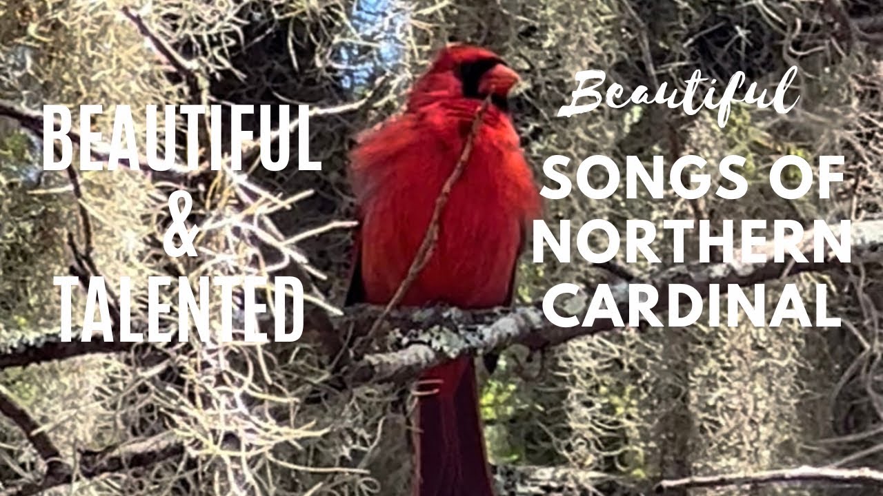 Collection Of Northern Cardinal Singing Various Songs 🐦🎼 - YouTube