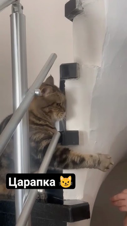 Царапка 😼 - YouTube