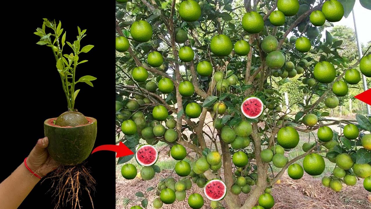 Effective breeding of oranges with watermelon yields much fruit faster ...