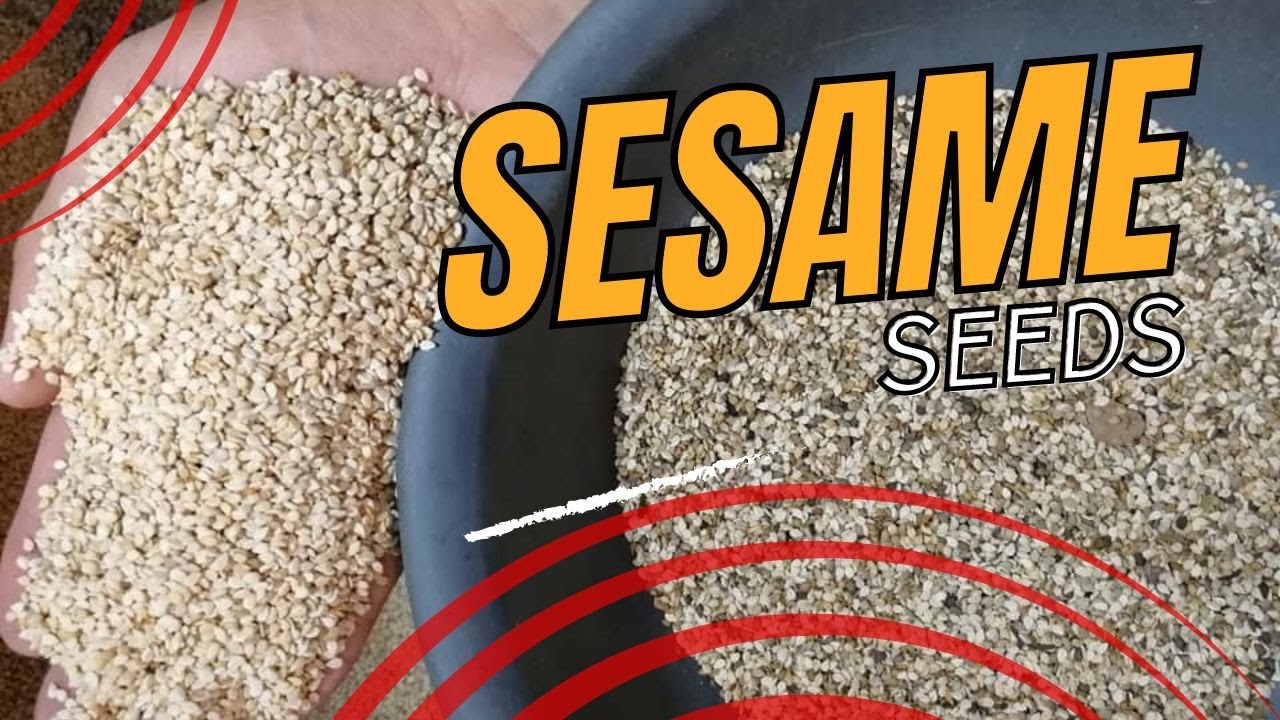Sesame seeds | A Nutrient-Packed Addition to Your Diet! - YouTube