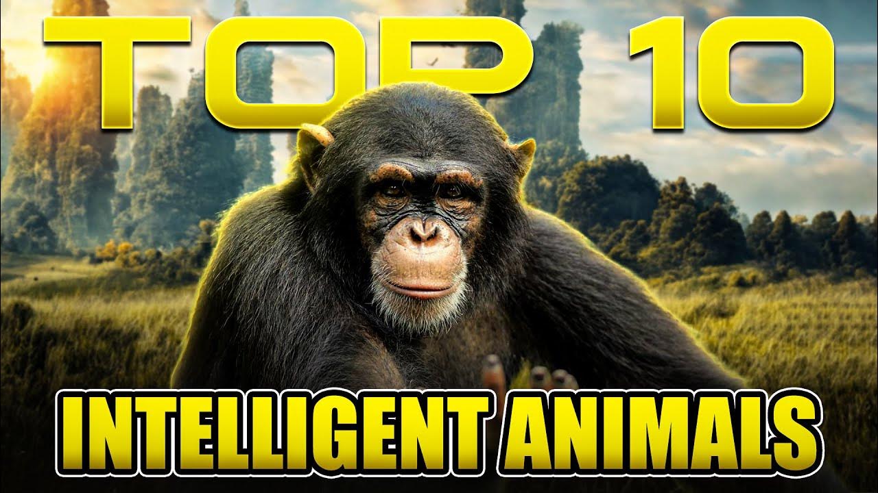 Top 10 Most Intelligent Animals - YouTube