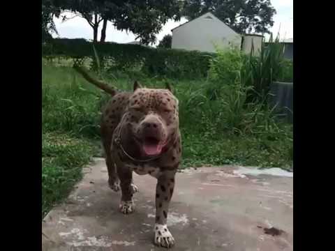 [ MUST WATCH ]The Real Spotted Pitbull on Earth - YouTube