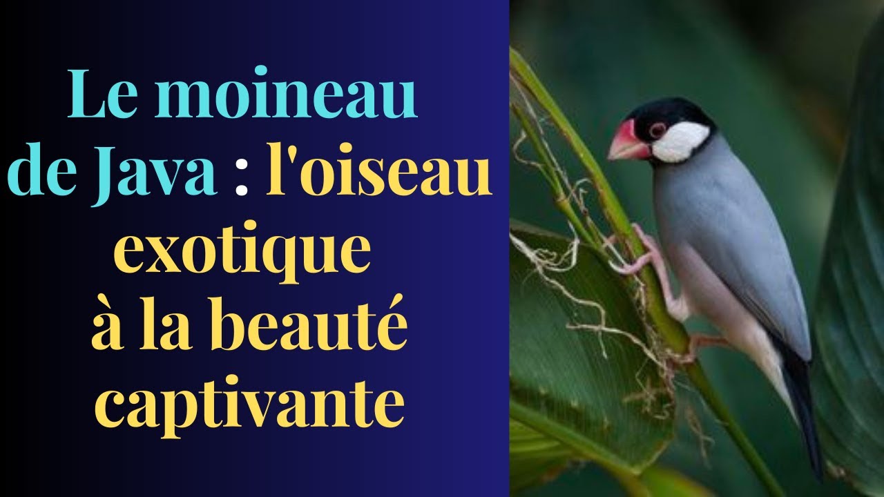 Le moineau de Java : l'oiseau exotique à la beauté captivante - YouTube
